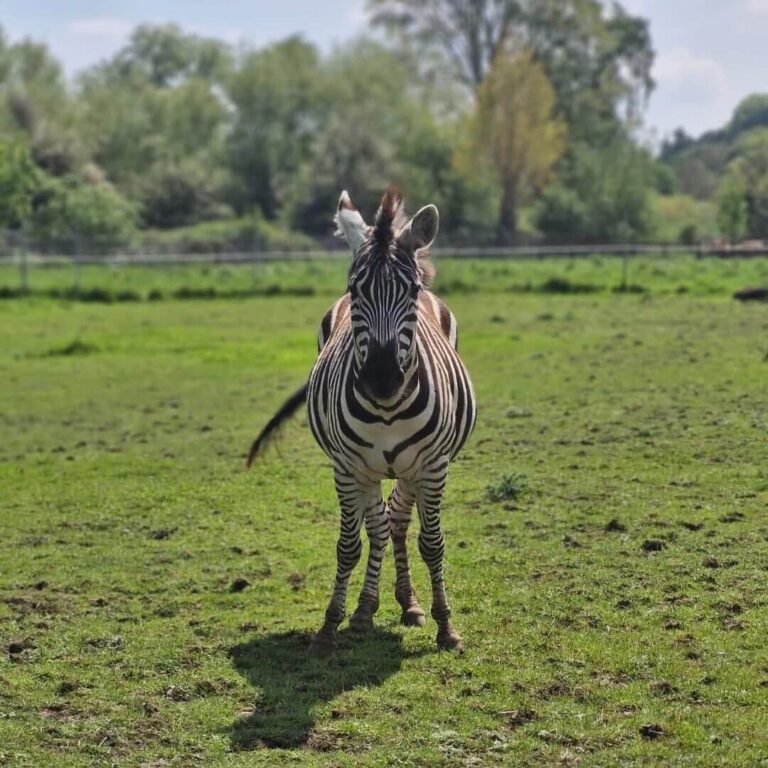 Exploring Beale Wildlife Park and Gardens | Berkshire Times