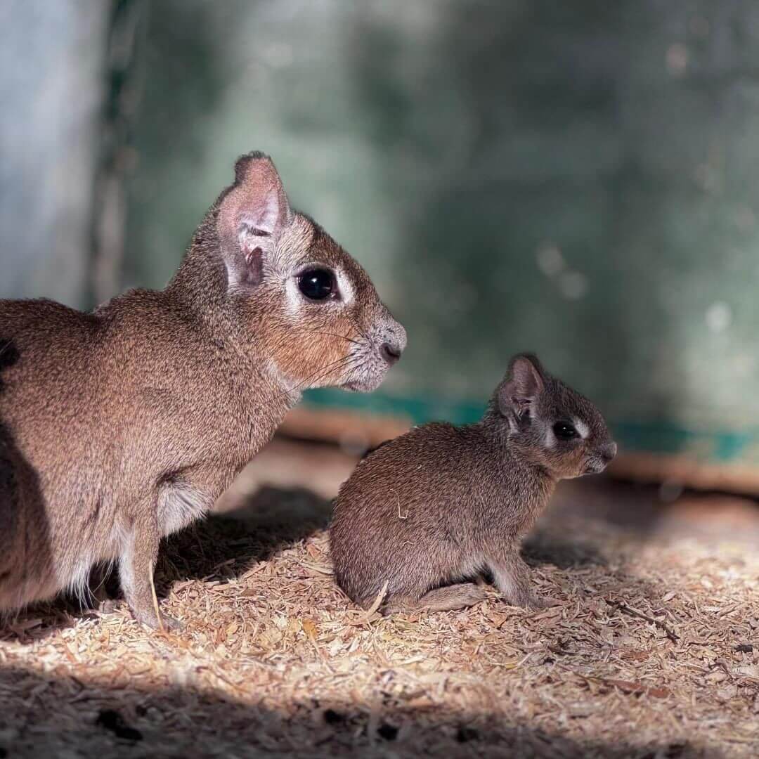 Exploring Beale Wildlife Park and Gardens | Berkshire Times