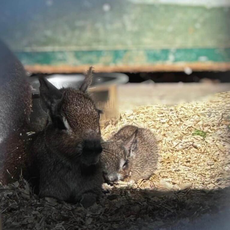 Exploring Beale Wildlife Park and Gardens | Berkshire Times